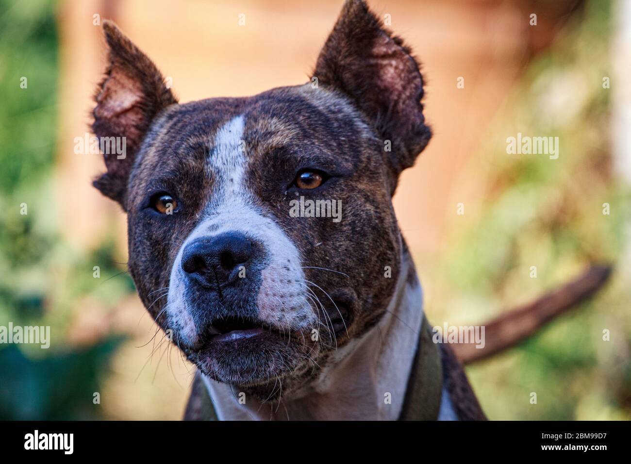 Muzzle of a large evil guard dog with large teeth close-up. The open ...