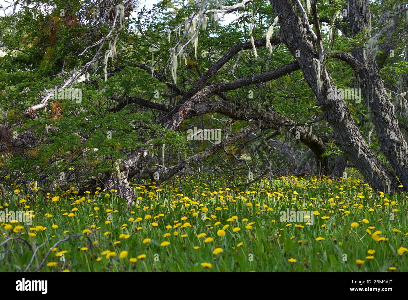 enchanted forest with lots of dandelions in the south of Patagonia in ...
