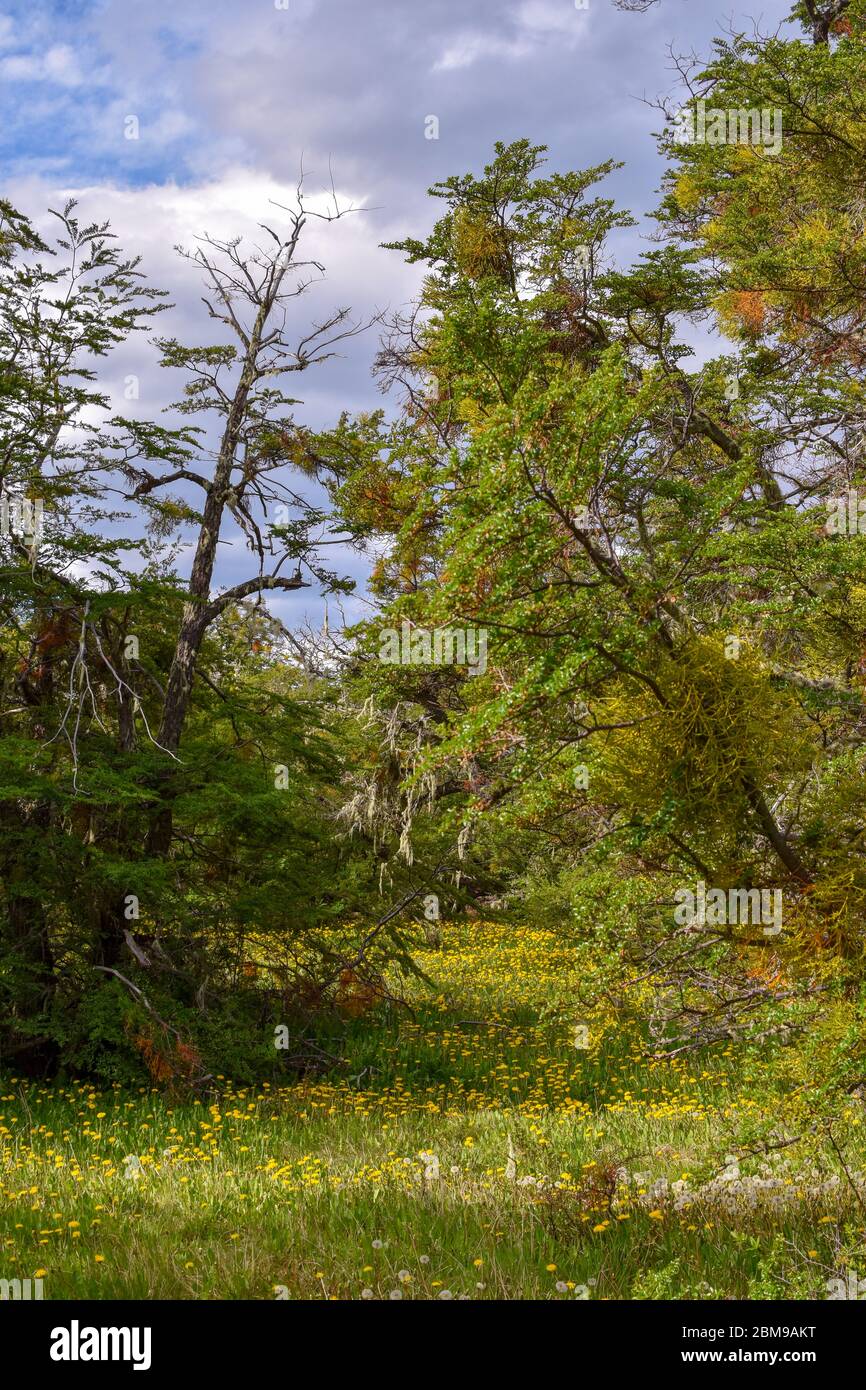 enchanted forest with lots of dandelions in the south of Patagonia in ...