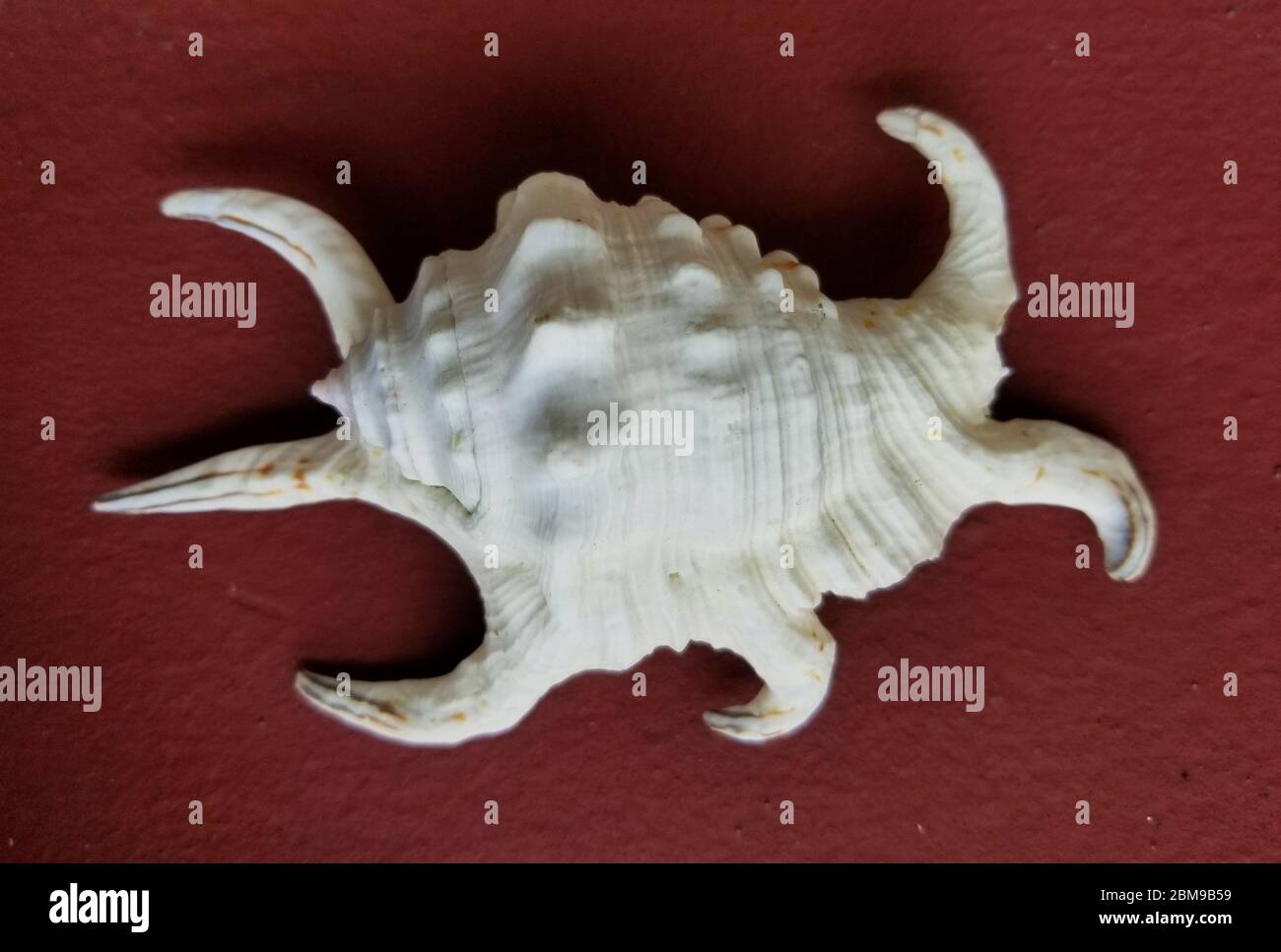 Sharp and spiky conch seashell on a red background Stock Photo - Alamy