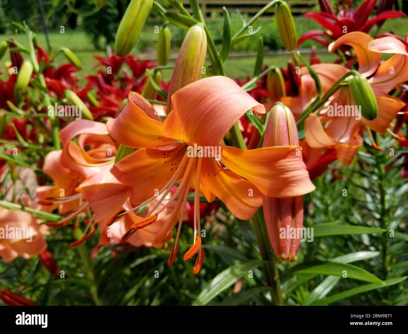 Peach lily hi-res stock photography and images - Alamy