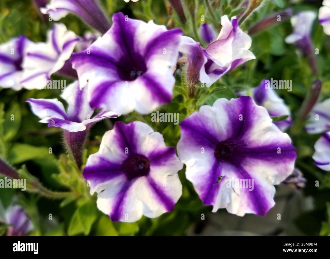 Supertunia hi-res stock photography and images - Alamy