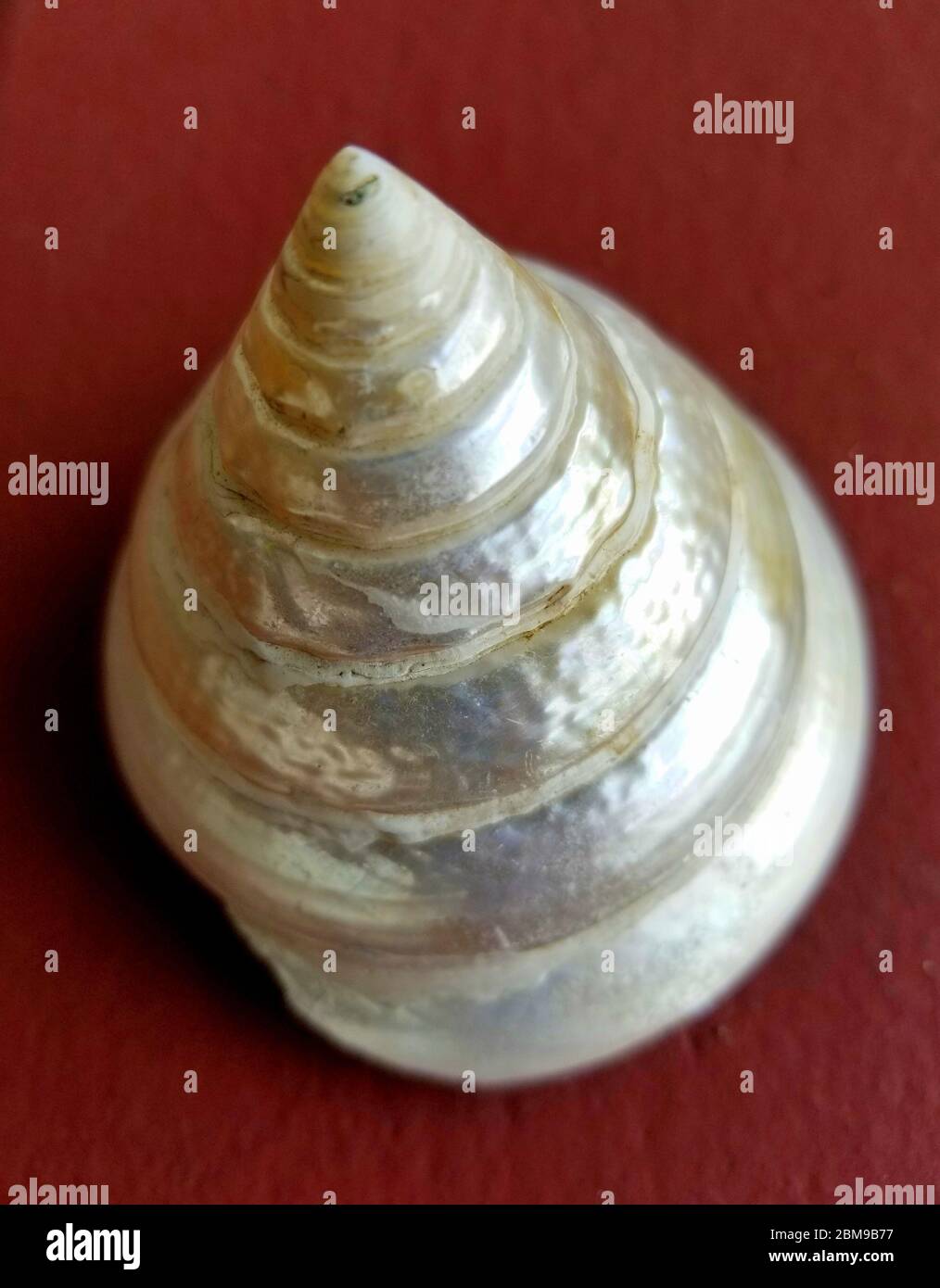 A shiny seashell on a dark maroon background Stock Photo - Alamy