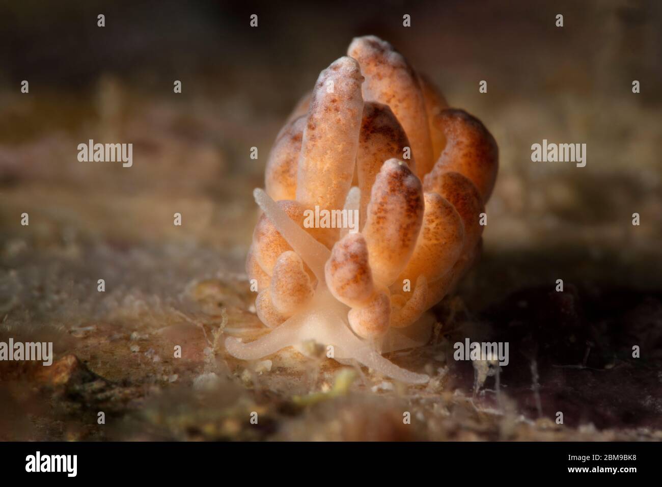 Juvenile Phyllodesmium lembehensis. Underwater macro photography from ...