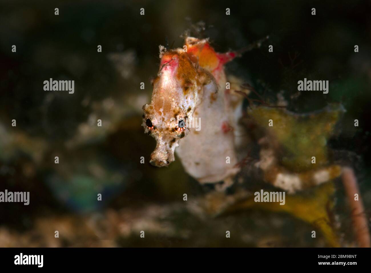 Pontoh's pygmy seahorse (Hippocampus pontohi). Underwater macro ...