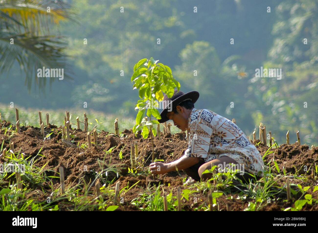 Man planting tree reforestation rainforest hi-res stock photography and ...