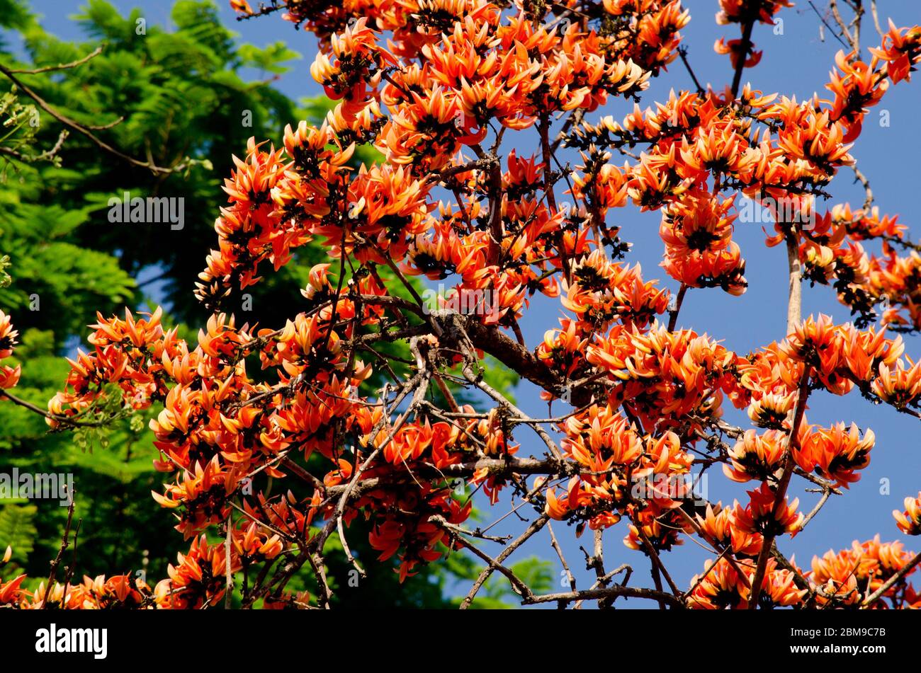 Bastard Teak is species of Butea native to tropical and sub-tropical ...