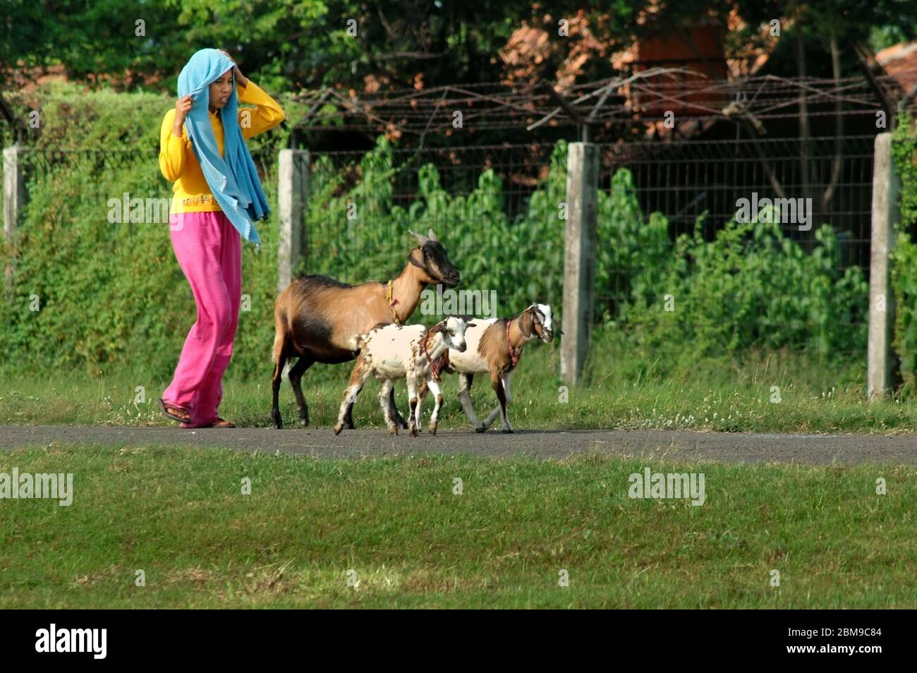 Goat herding in indonesia hi-res stock photography and images - Alamy