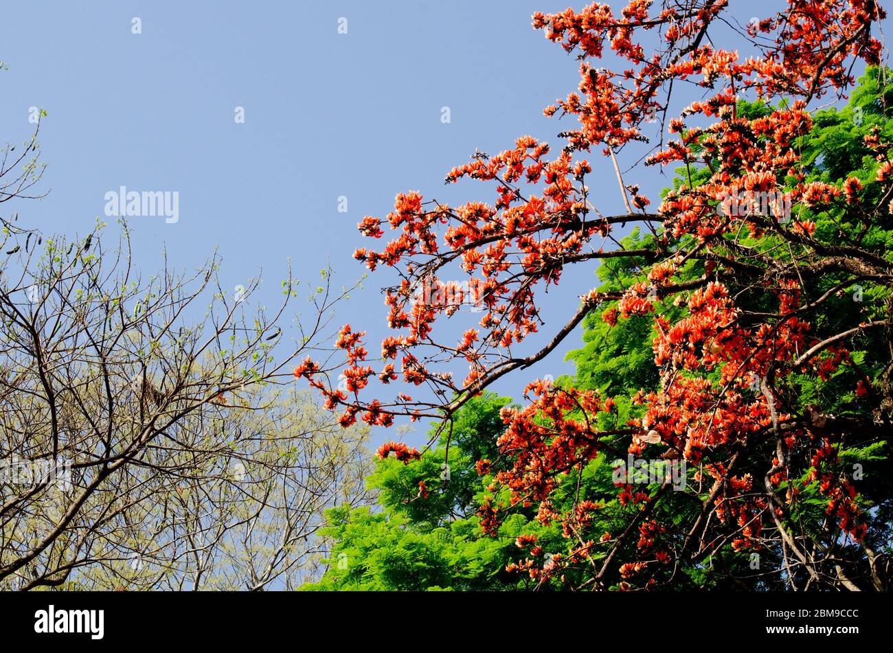 Bastard Teak is species of Butea native to tropical and sub-tropical ...