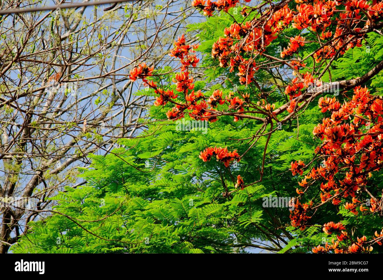 Bastard Teak is species of Butea native to tropical and sub-tropical ...