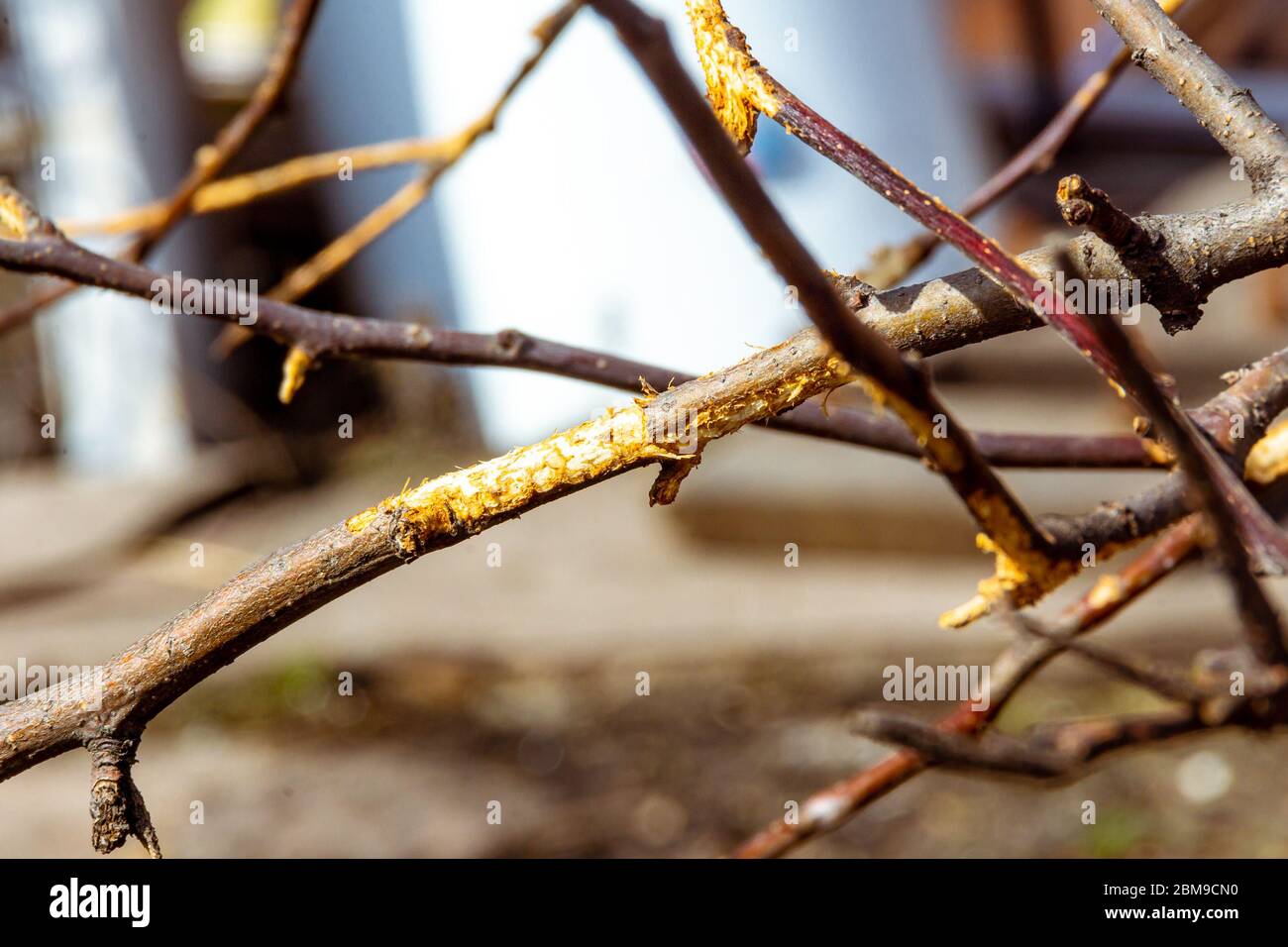 Mouse plant damage hi-res stock photography and images - Alamy