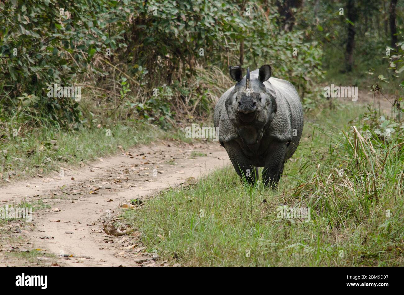 rhinoceros, plural rhinoceroses, rhinoceros, or rhinoceri, any of five ...