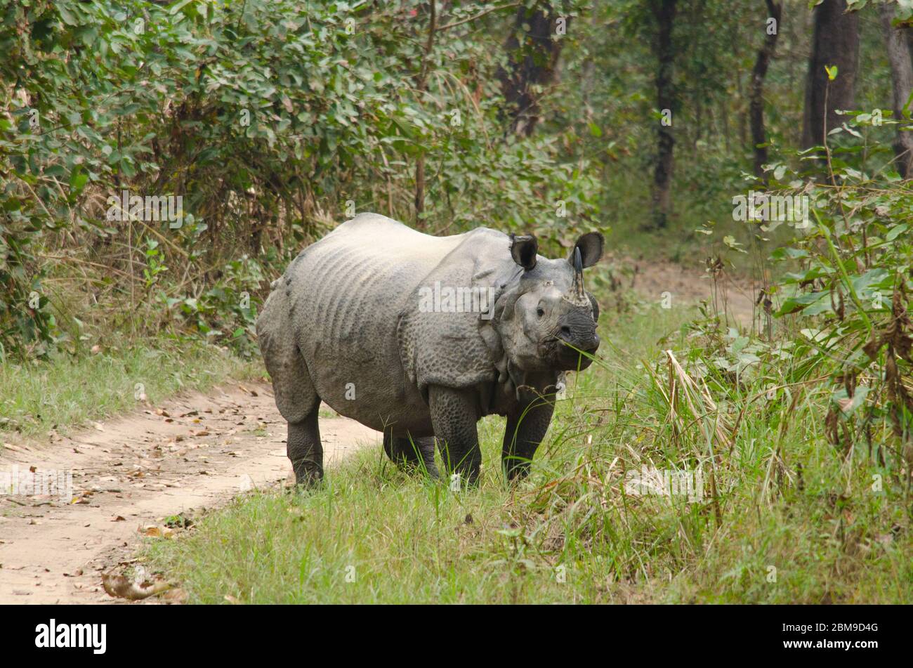 rhinoceros, plural rhinoceroses, rhinoceros, or rhinoceri, any of five ...