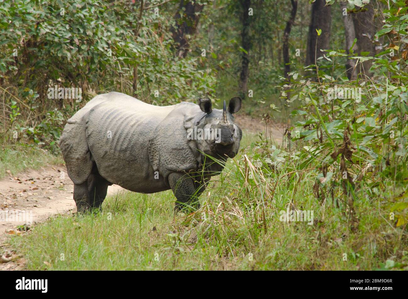 rhinoceros, plural rhinoceroses, rhinoceros, or rhinoceri, any of five ...