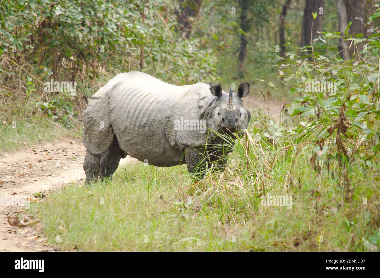 rhinoceros, plural rhinoceroses, rhinoceros, or rhinoceri, any of five ...