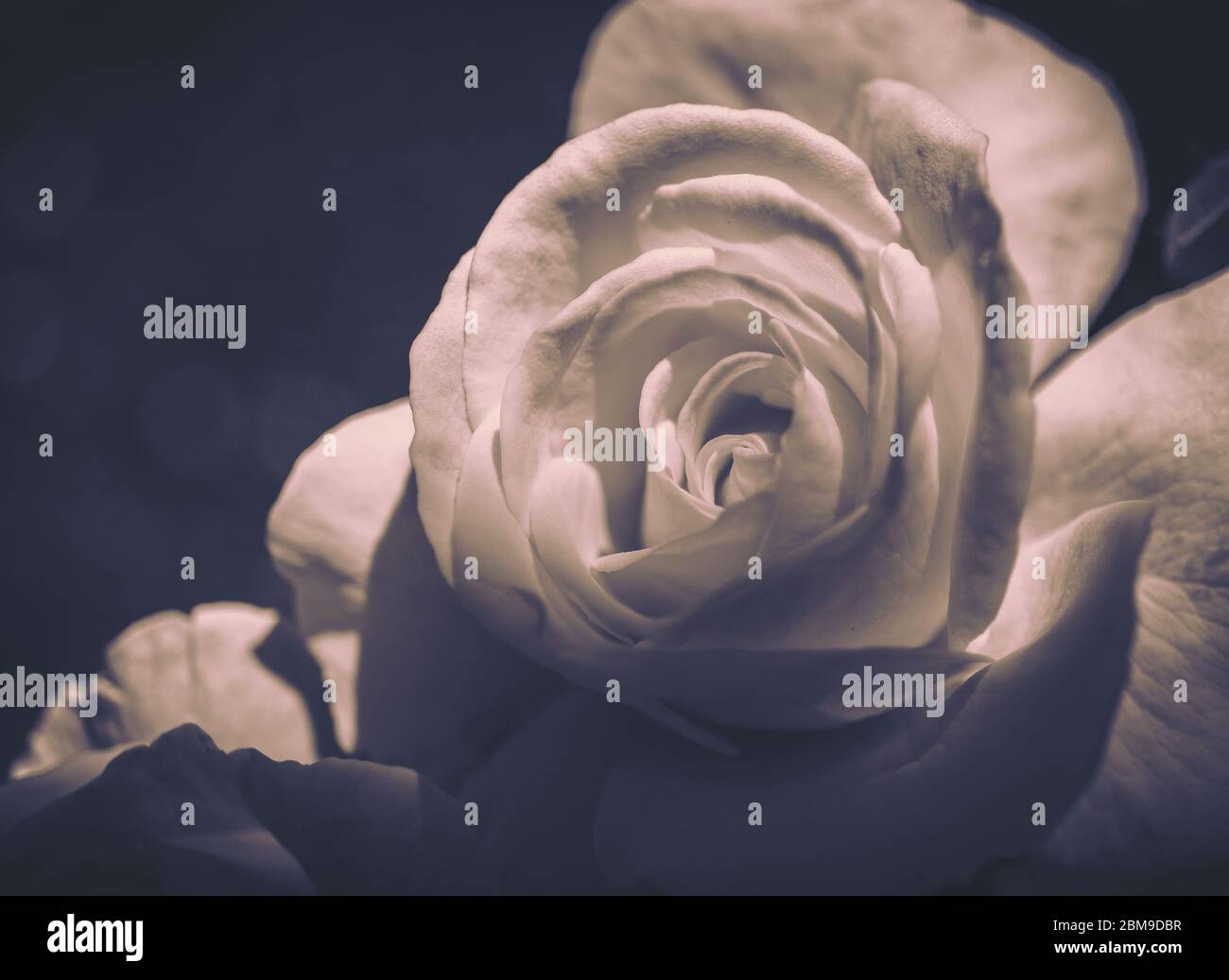 Closed Up Rose flower with vintage style; Nature Background Stock Photo ...