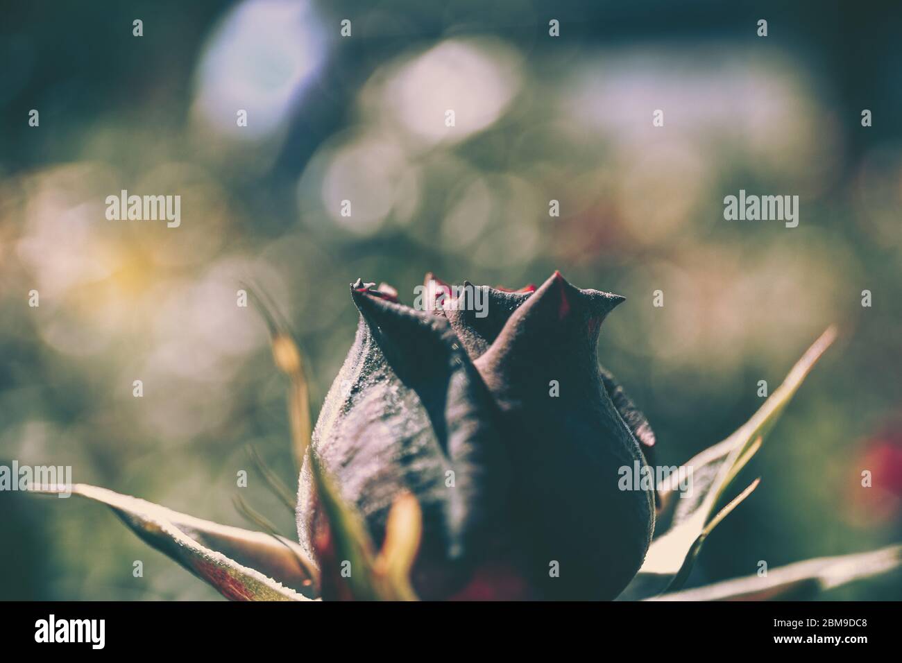 Closed Up Rose flower with vintage style; Nature Background Stock Photo ...