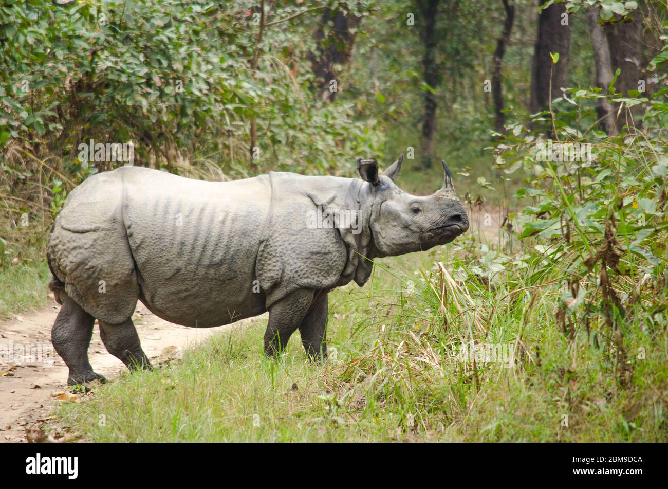 rhinoceros, plural rhinoceroses, rhinoceros, or rhinoceri, any of five ...