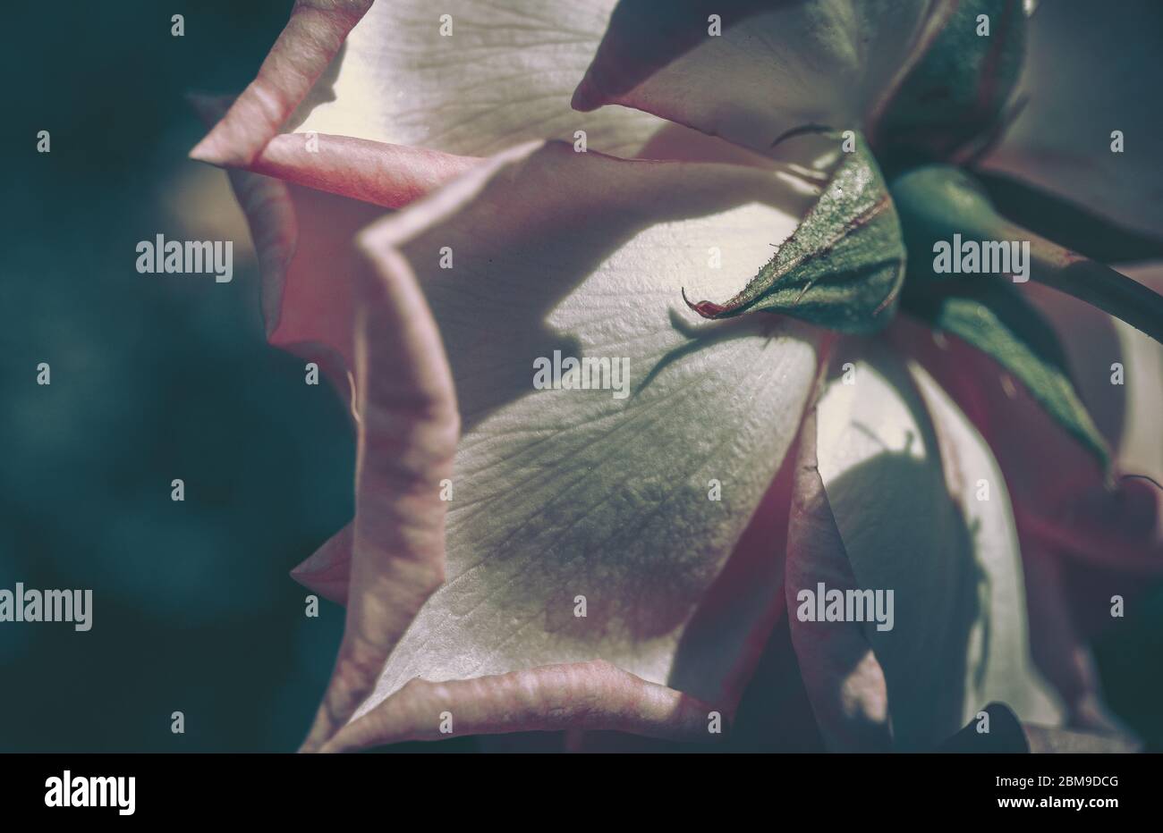 Closed Up Rose flower with vintage style; Nature Background Stock Photo ...