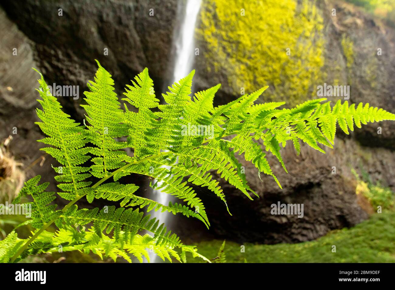 A close up macro image of a fern with a waterfall in the background. In ...