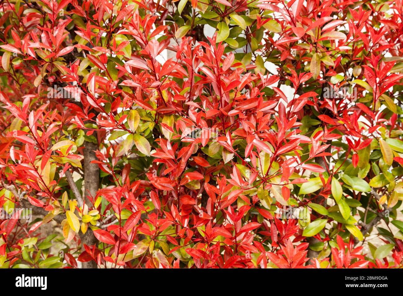 Red color leaf hi-res stock photography and images - Alamy