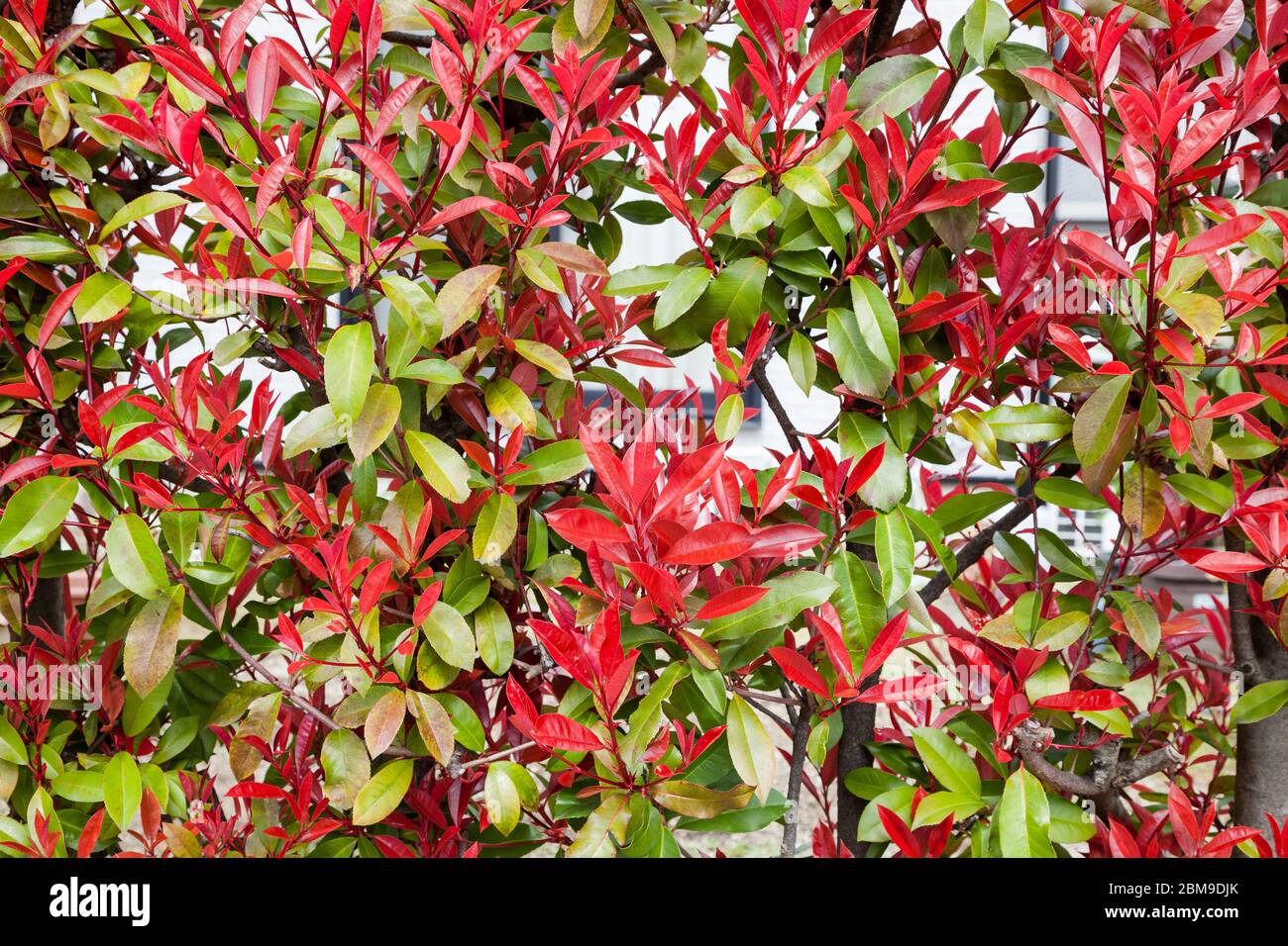 Red color leaf hi-res stock photography and images - Alamy