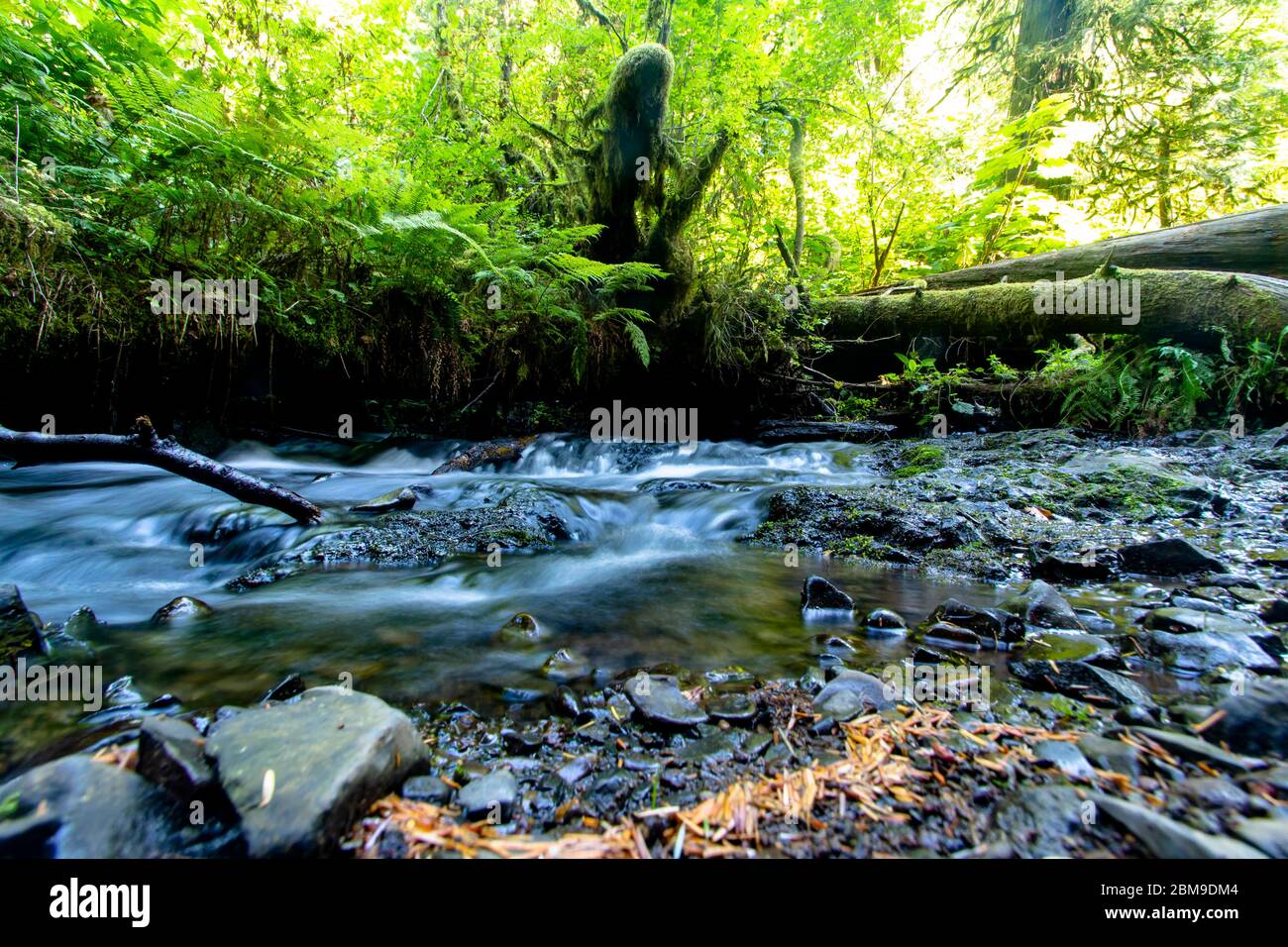 A flowing stream in a forest in the Cascade Mountains in Oregon, United ...