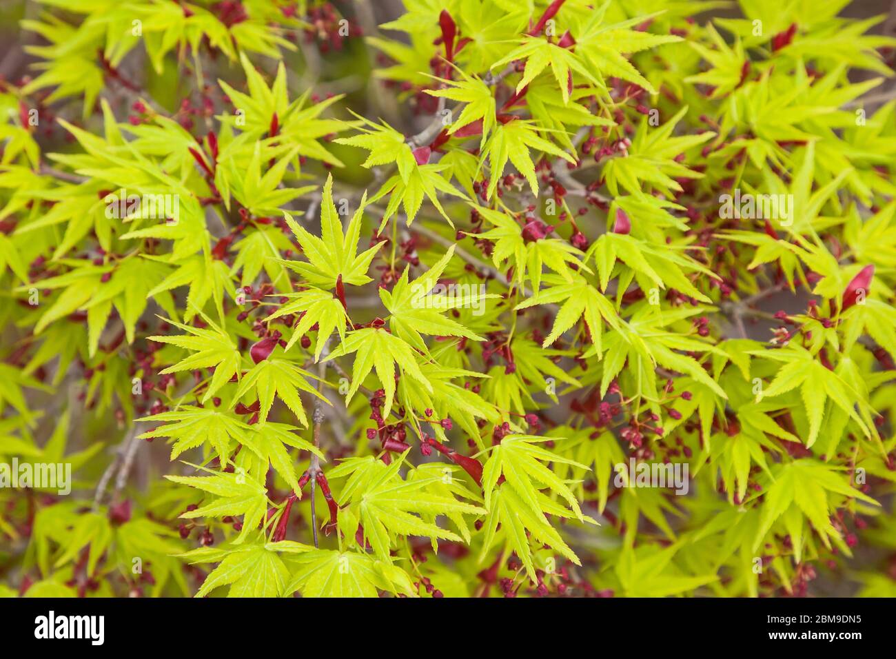 Green maple leaf., three maple leaves have changed color in fall Stock ...