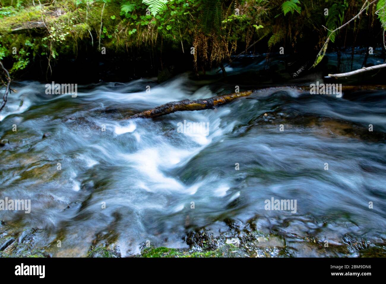 A flowing stream in a forest in the Cascade Mountains in Oregon, United ...