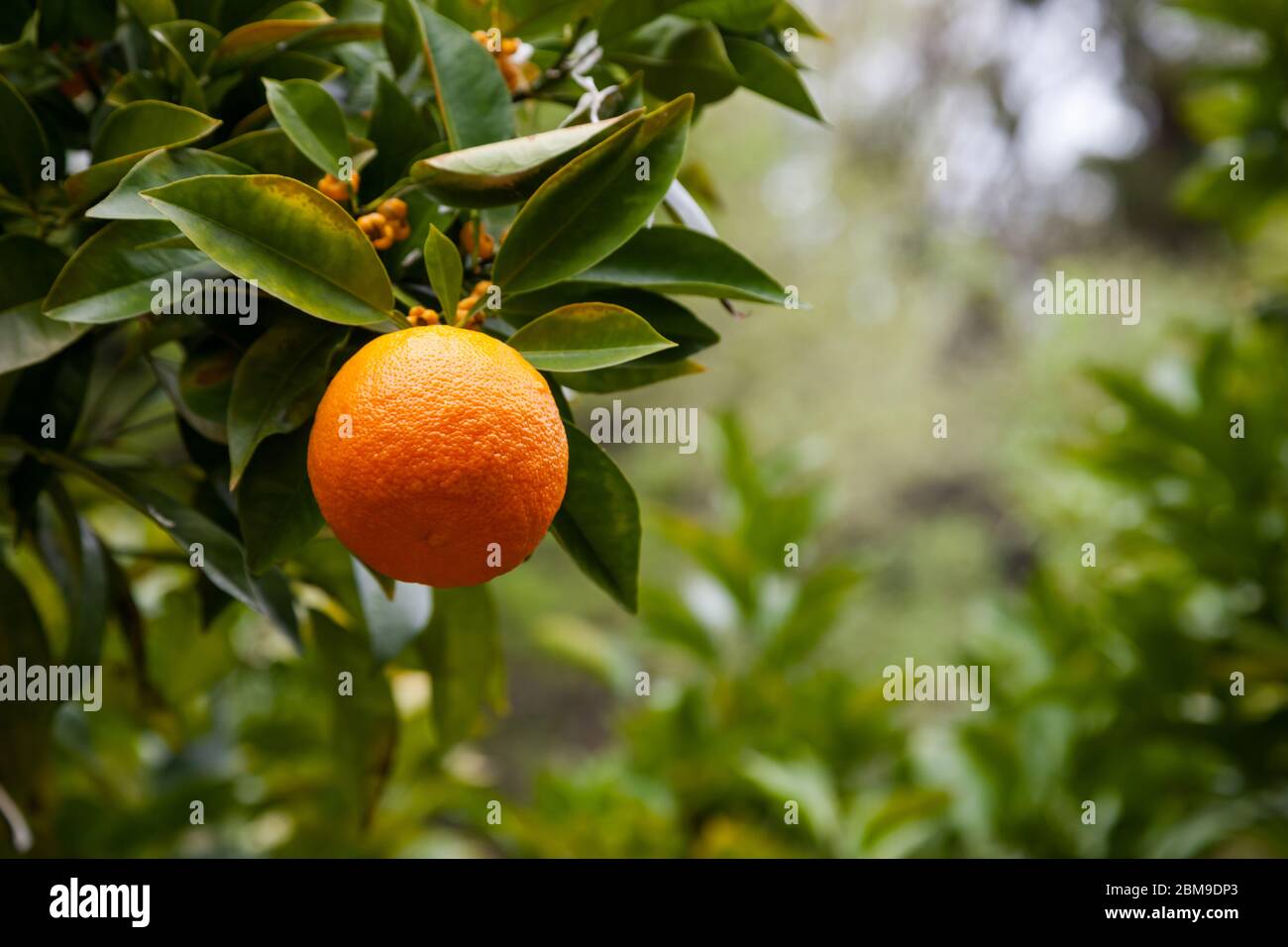 orange trees with fruits on plantation in Japan Stock Photo - Alamy