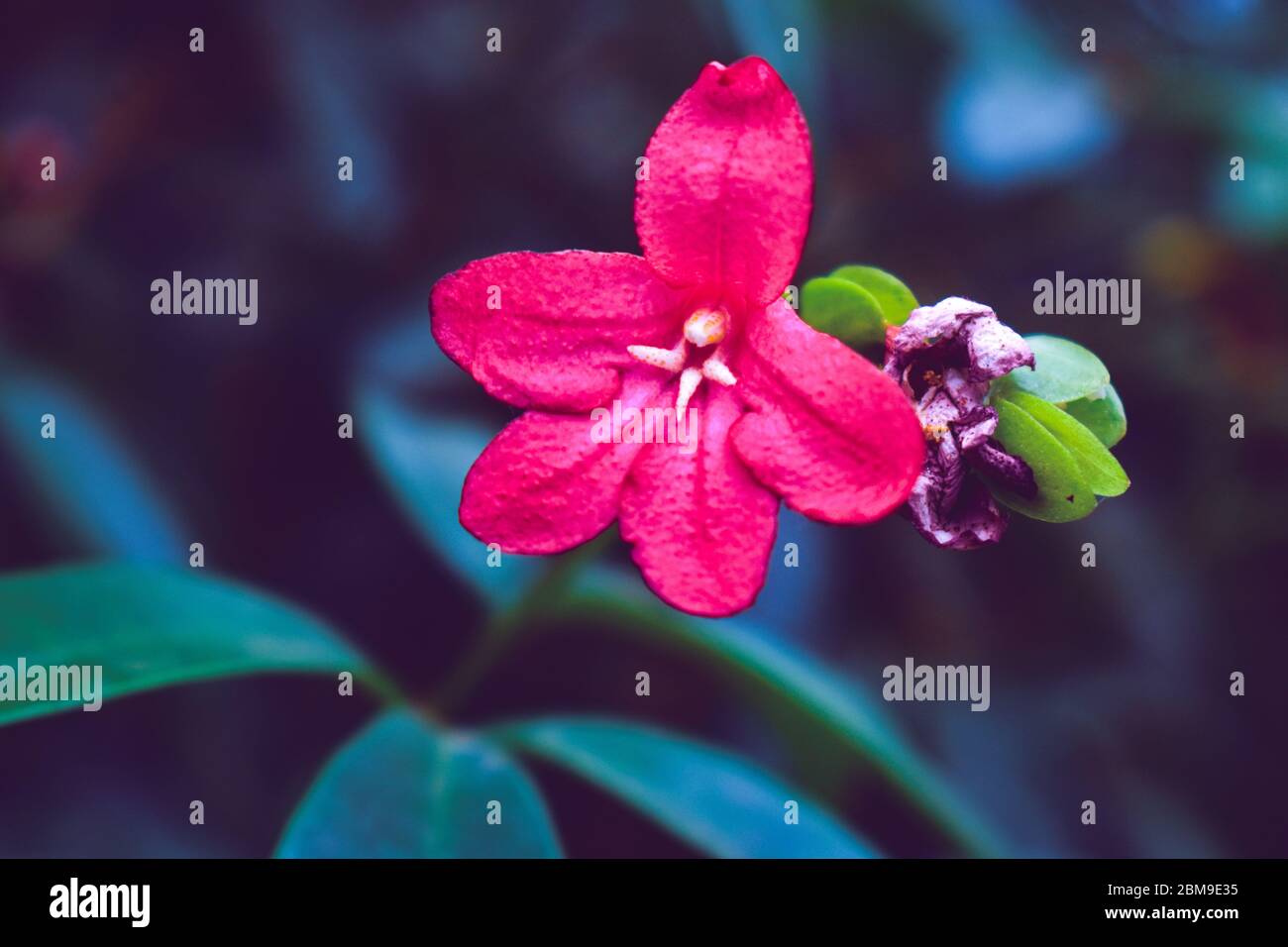 Flower with five petals hi-res stock photography and images - Alamy