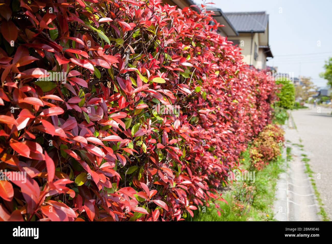Red color leaf use for background., nature background Stock Photo - Alamy