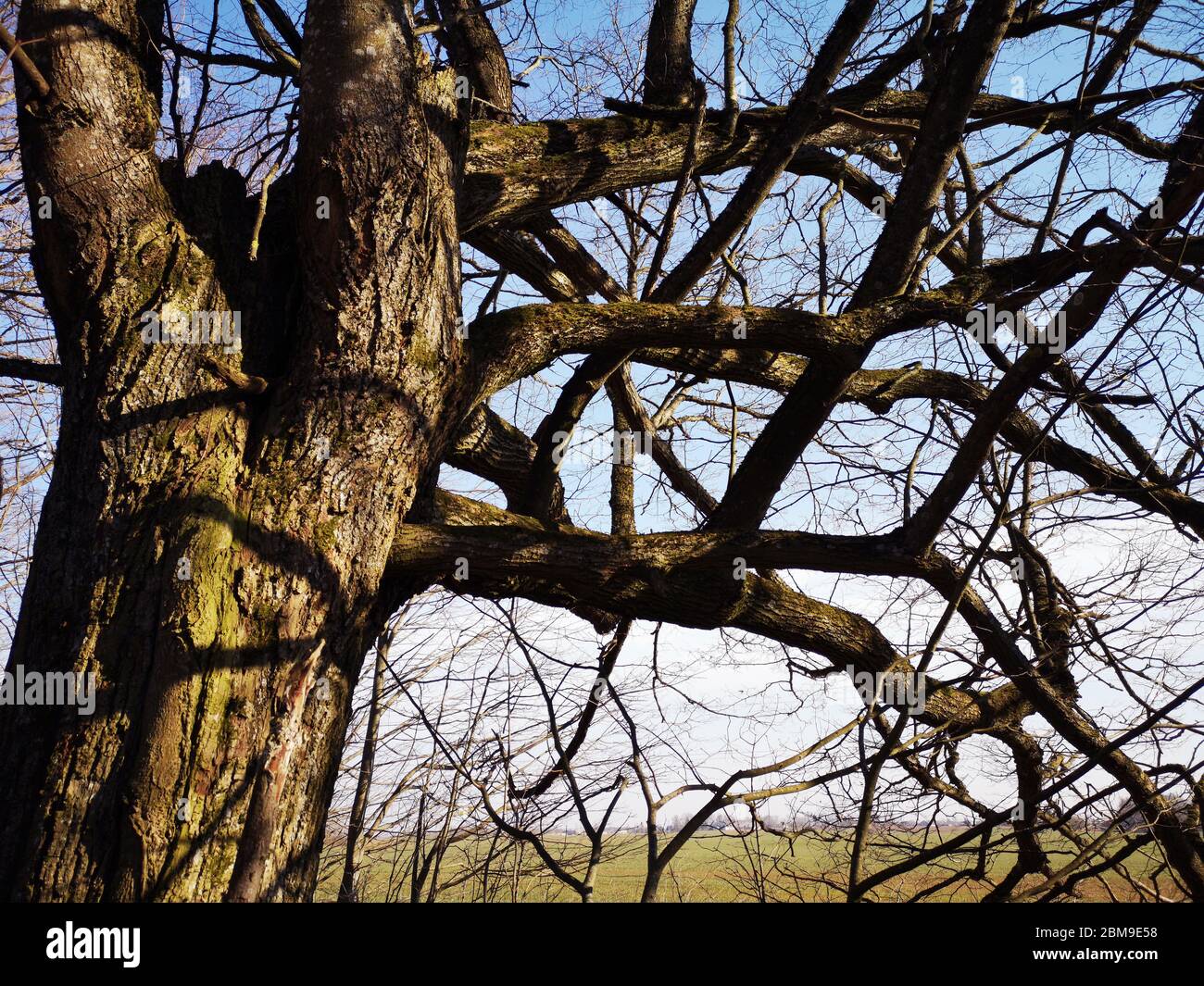 Old lime tree trunk tilia hi-res stock photography and images - Alamy