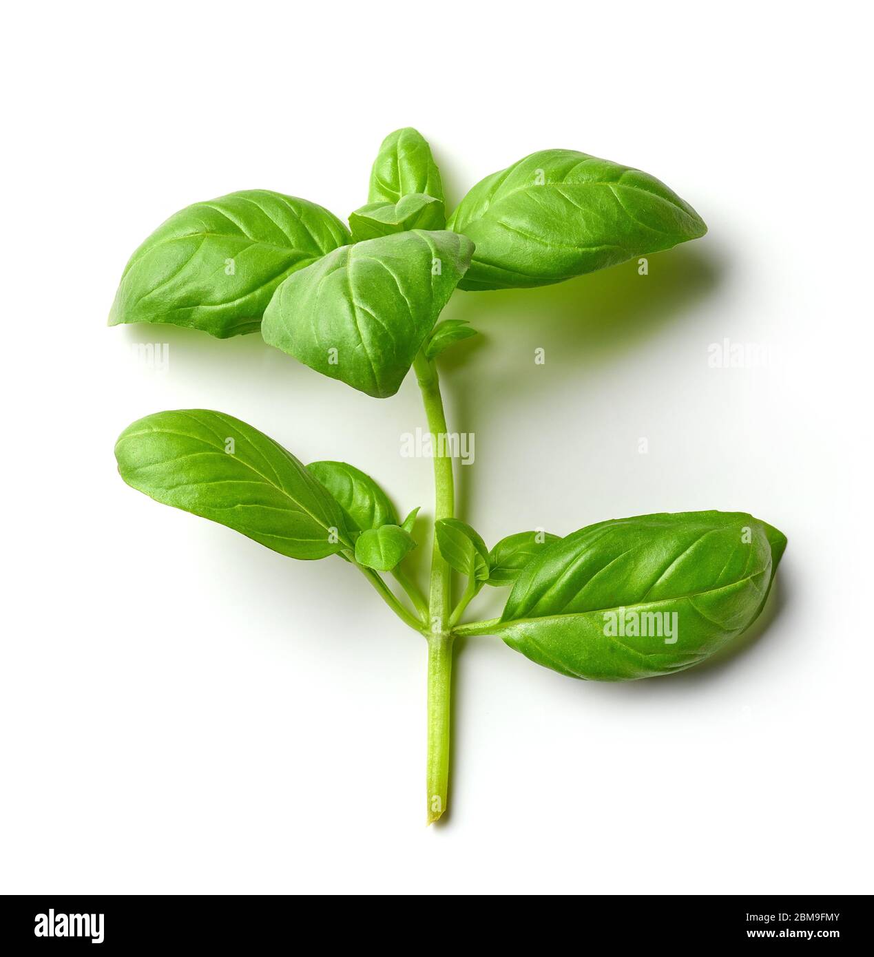 fresh basil leaf isolated on white background, top view Stock Photo - Alamy