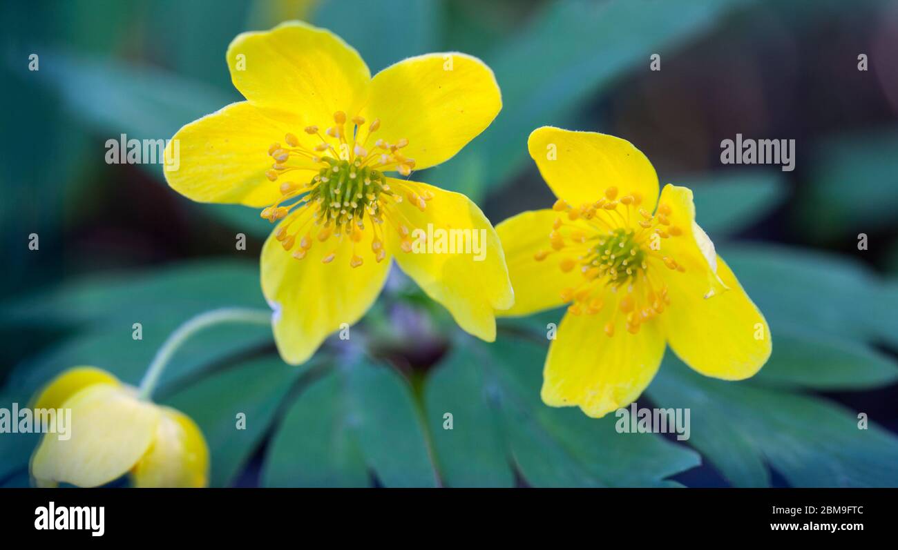 Yellow anemone flowers (Anemone ranunculoides Stock Photo - Alamy