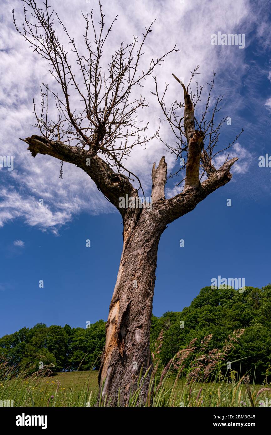 View of an old bony dead tree on a meadow in the Black Forest in ...