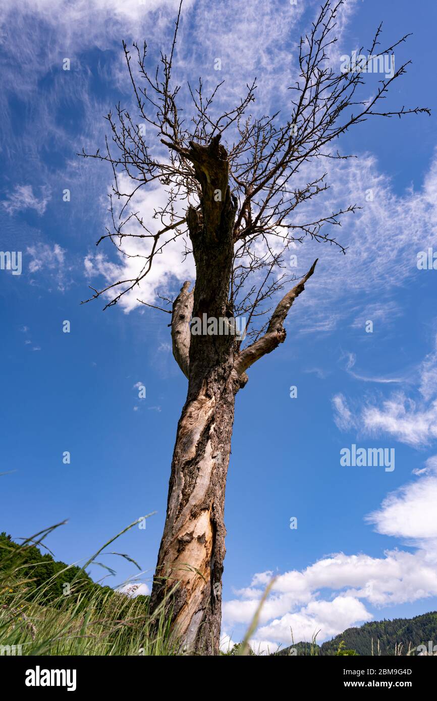 View of an old bony dead tree on a meadow in the Black Forest in ...