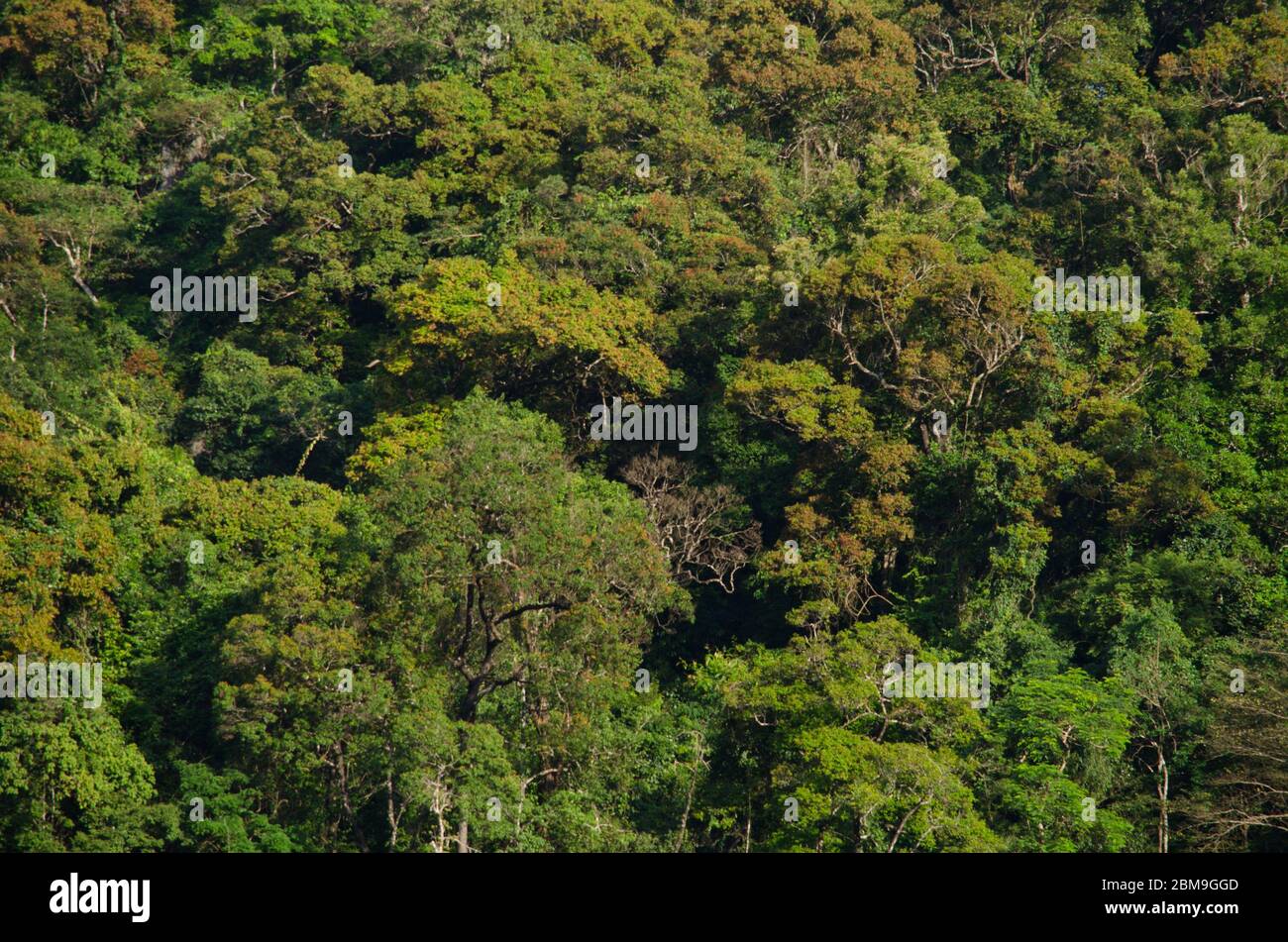 Ever green leaf hi-res stock photography and images - Alamy