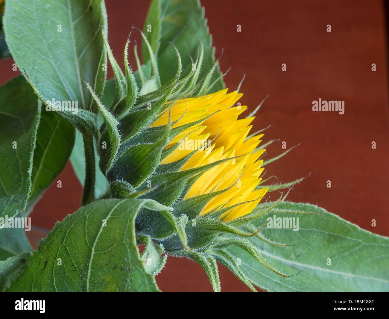 Sunflower leaf structure hi-res stock photography and images - Alamy