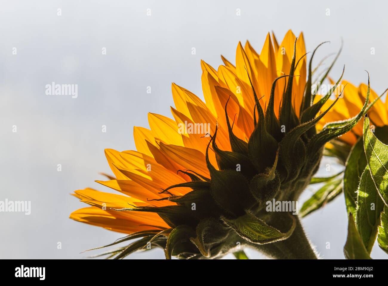 Sunflower structure hi-res stock photography and images - Alamy