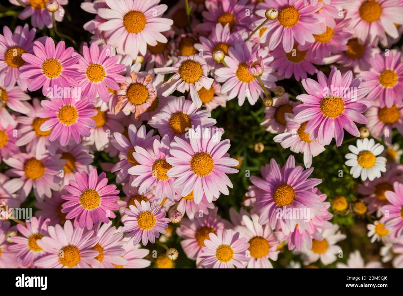 Colorful Margaret flower background.,Daisy Stock Photo - Alamy