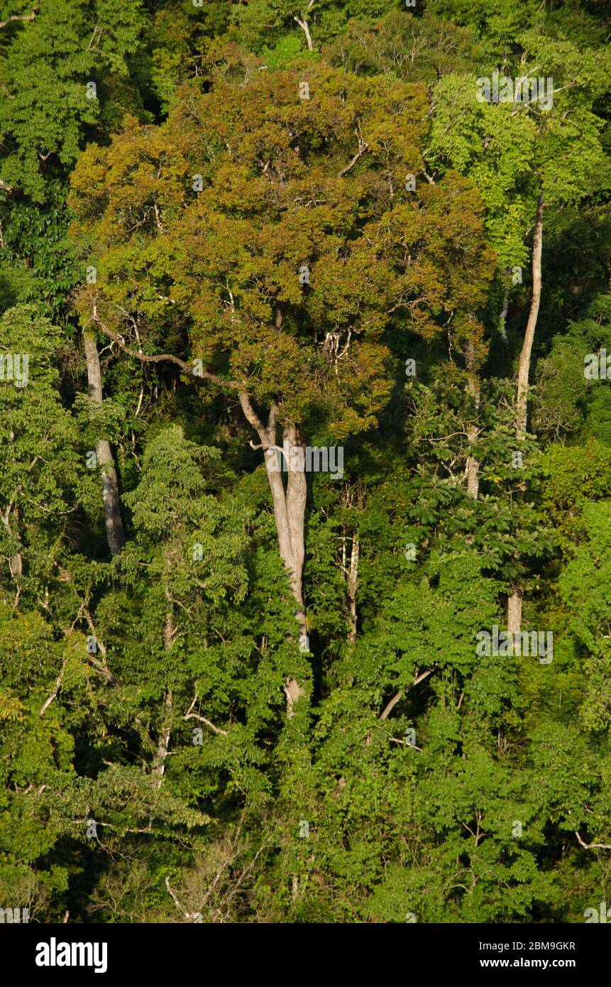 Ever green hi-res stock photography and images - Alamy