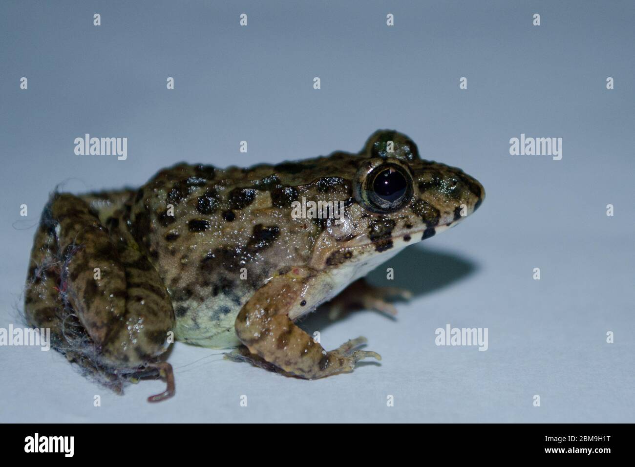 single frog have big eye in the dark night Stock Photo - Alamy