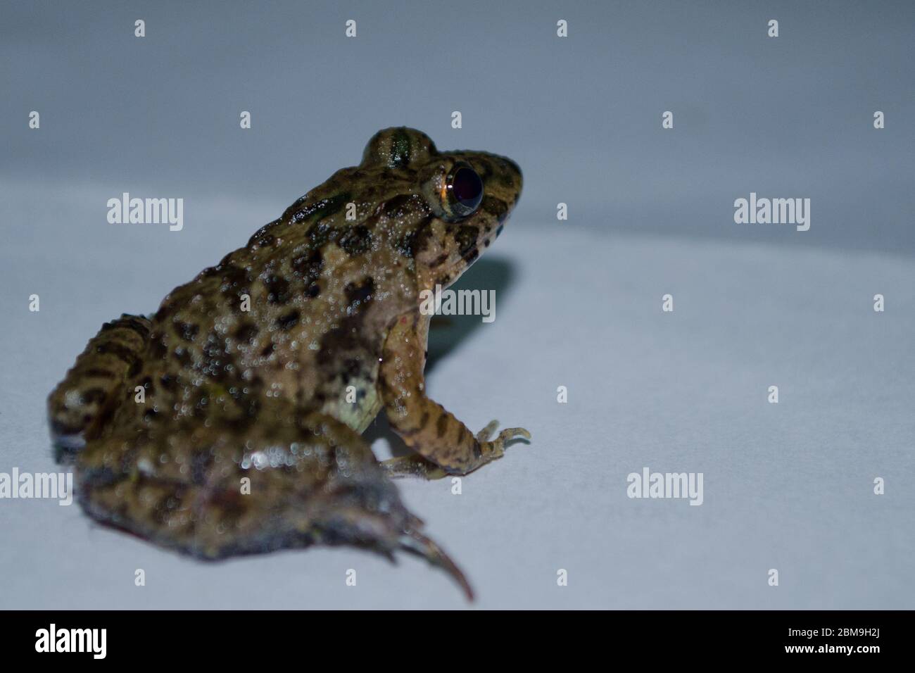 Single frog hi-res stock photography and images - Alamy