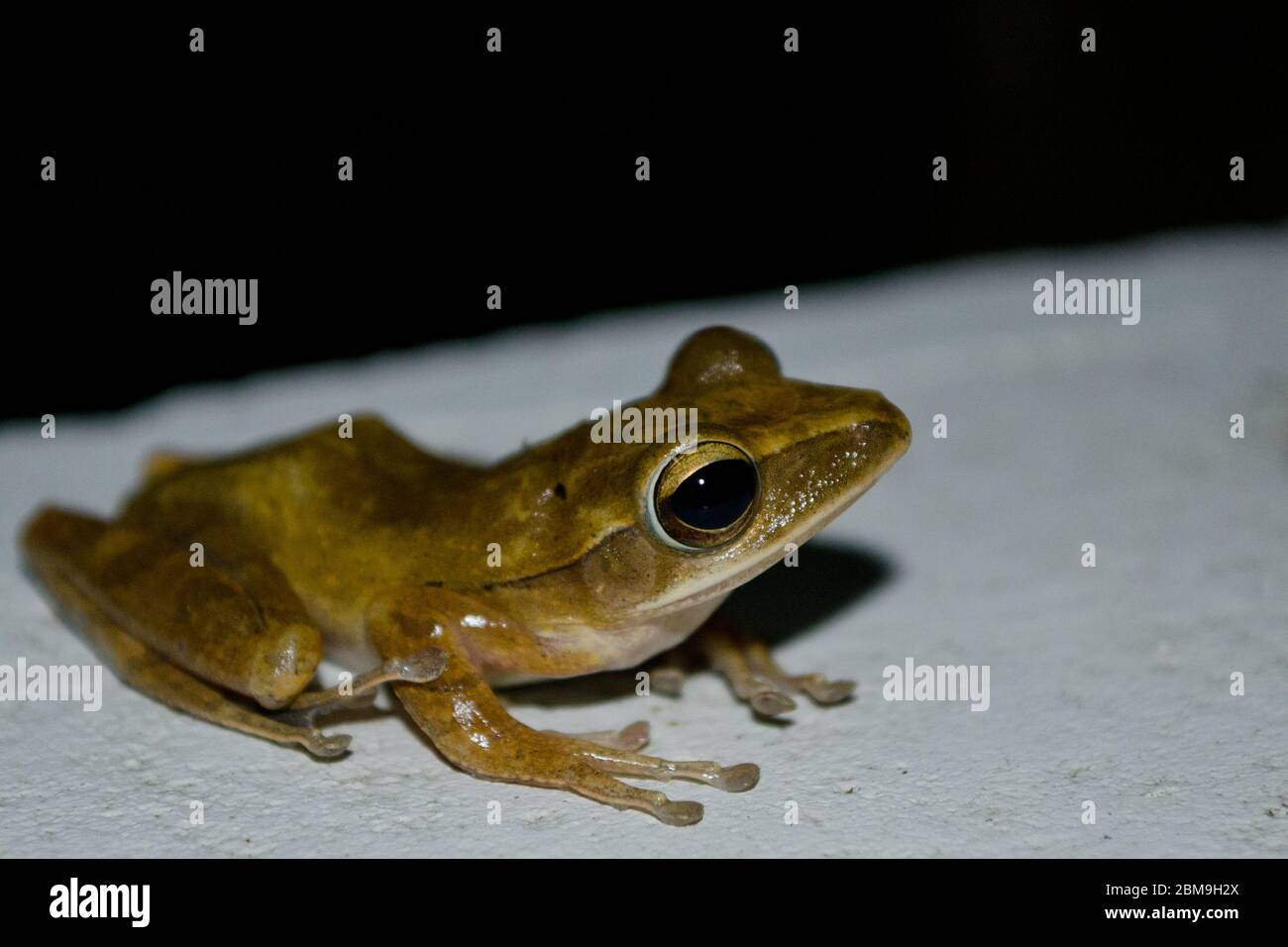 single frog have big eye in the dark night Stock Photo - Alamy