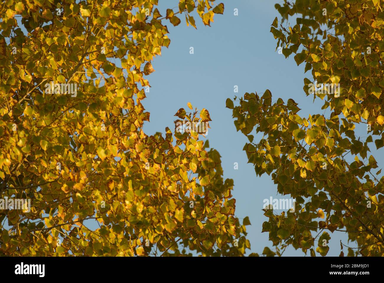 Yellow orange fall foliage tree leafs canopy sky Stock Photo - Alamy
