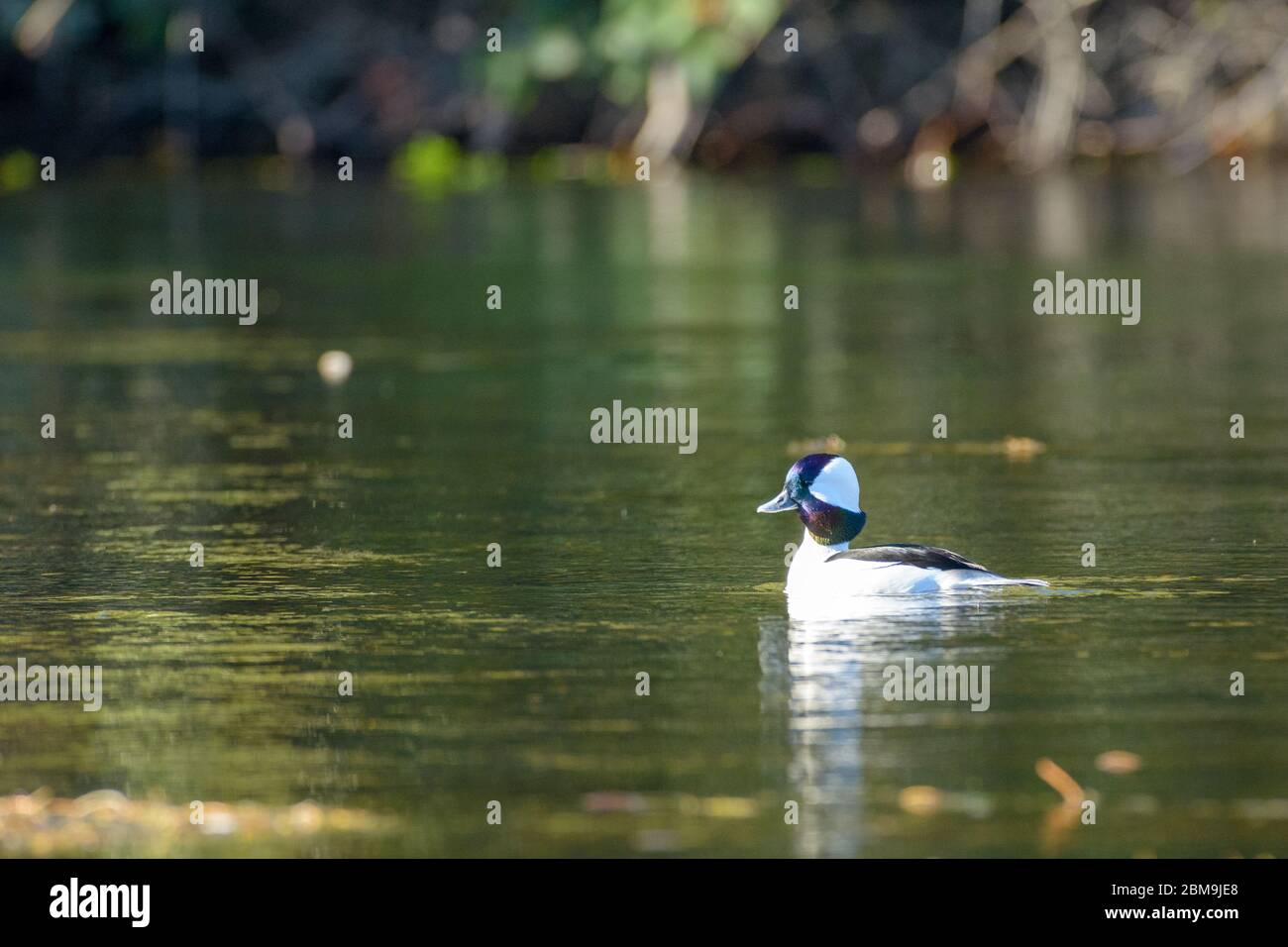 Bufflehead duck male drake swimming water Stock Photo - Alamy