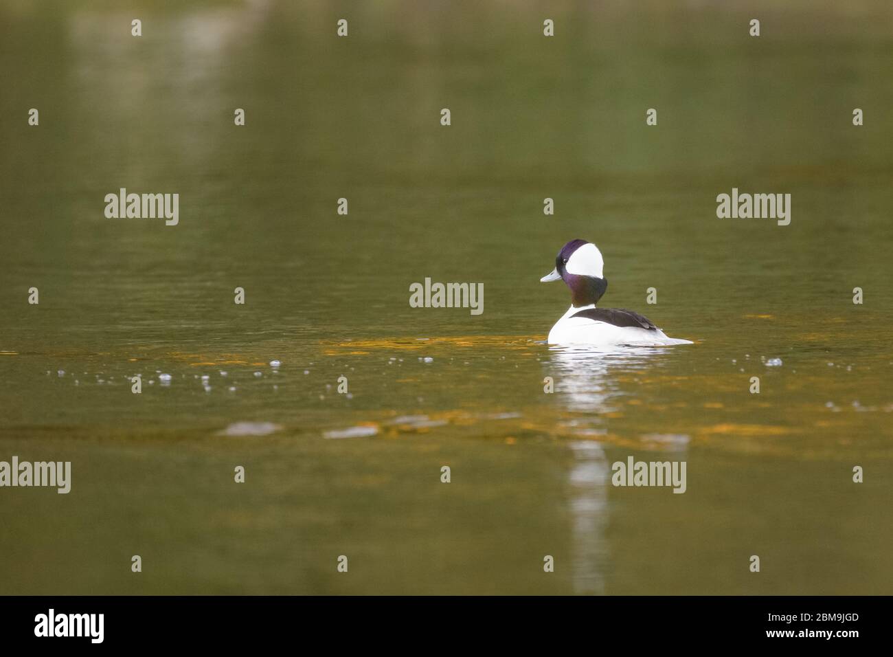 Bufflehead duck male drake swimming water Stock Photo - Alamy