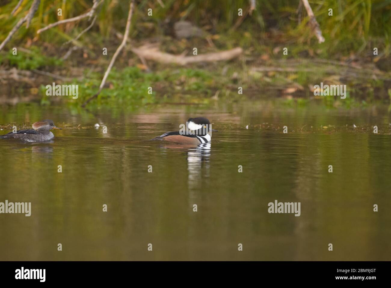 Male female drake hen hooded mergansers ducks swimming in water Stock ...