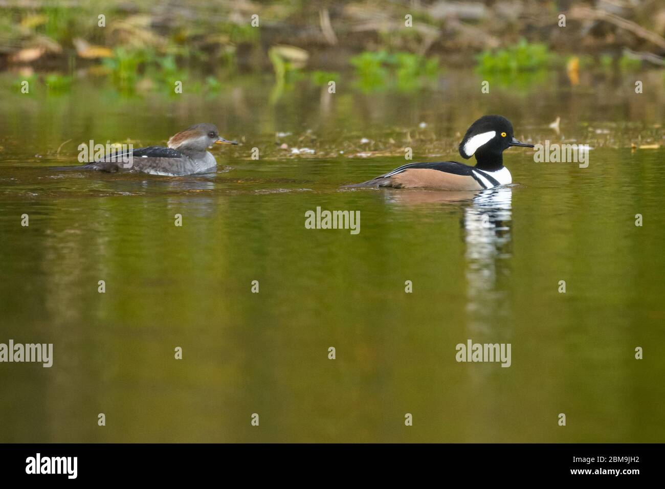 Male female drake hen hooded mergansers ducks swimming in water Stock ...